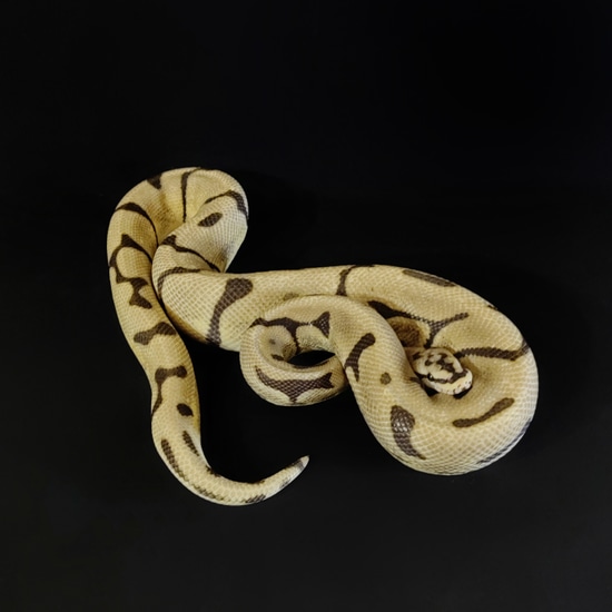 Leopard Spider Het DG Ball Python by A Python's Paradise