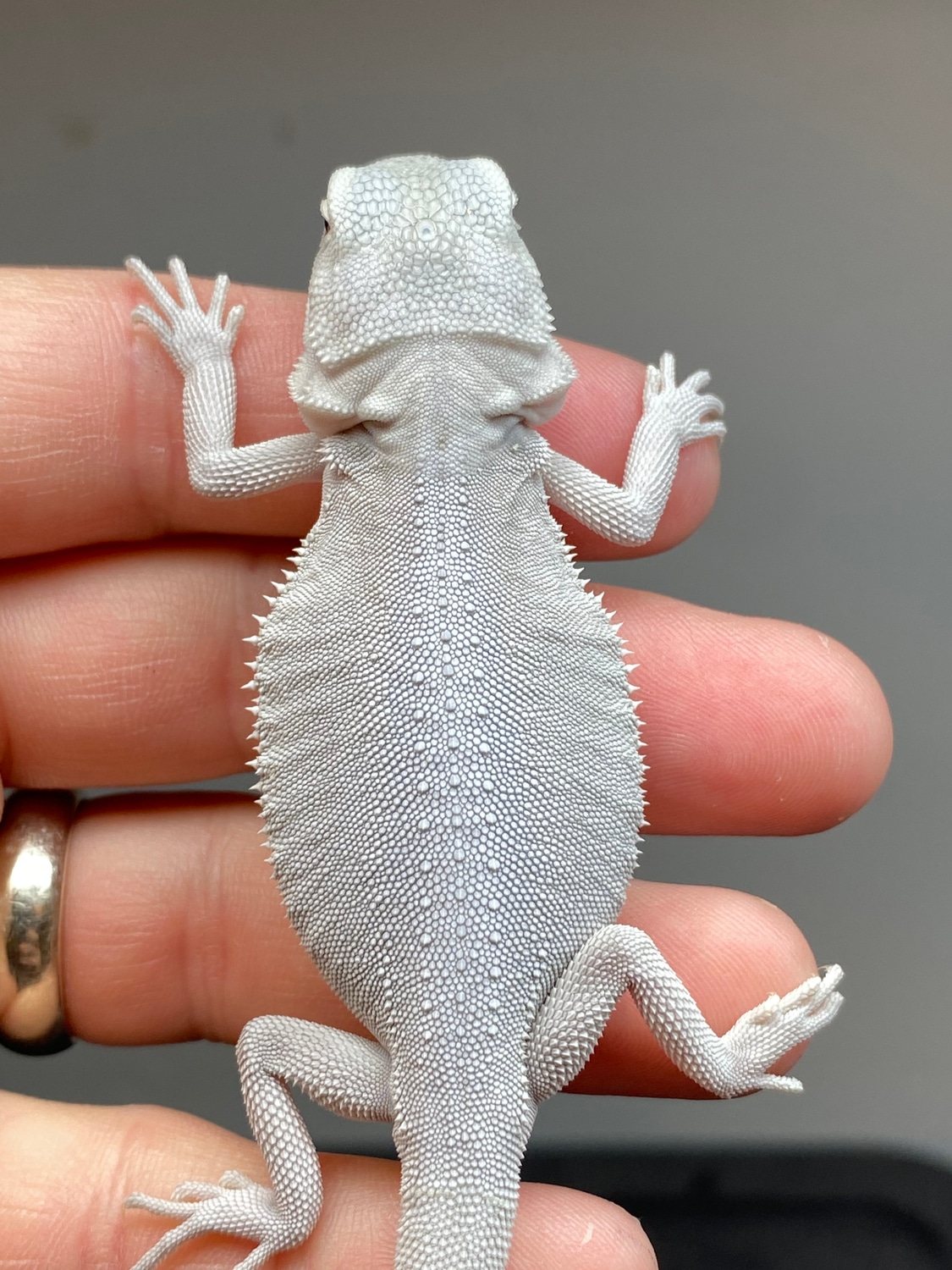 Hypo, Leatherback, Zero, Possible Het Witblits, Possible Het Trans ...