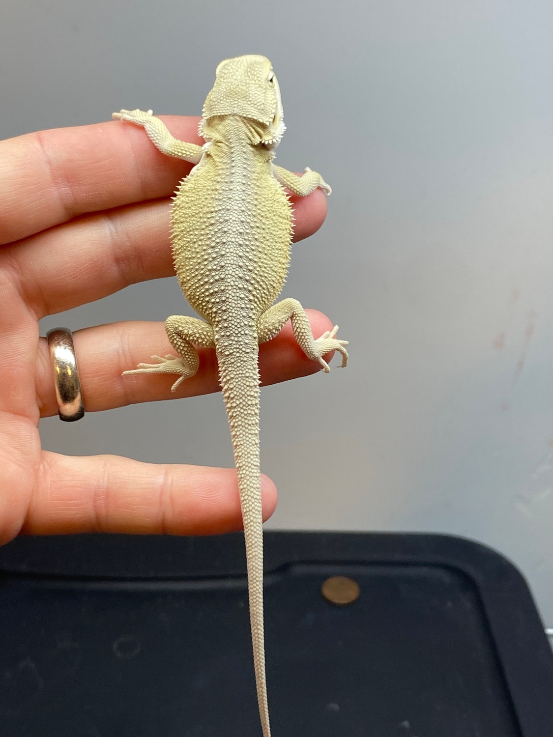 Hypo, Witblits, Possible Het Trans, Possible Het Zero Central Bearded ...