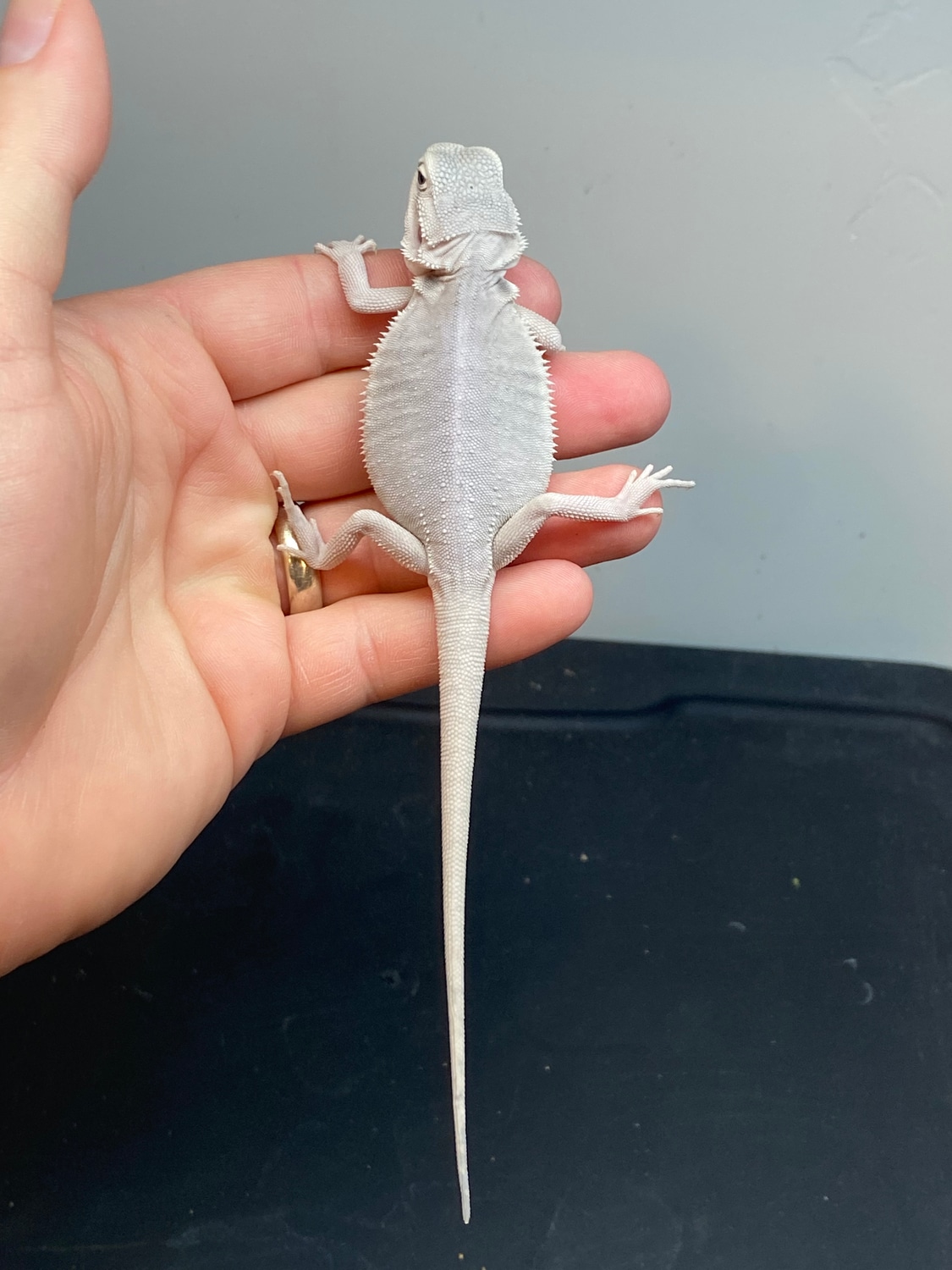 Hypo, Leatherback, Zero, Possible Het Witblits, Possible Het Trans ...