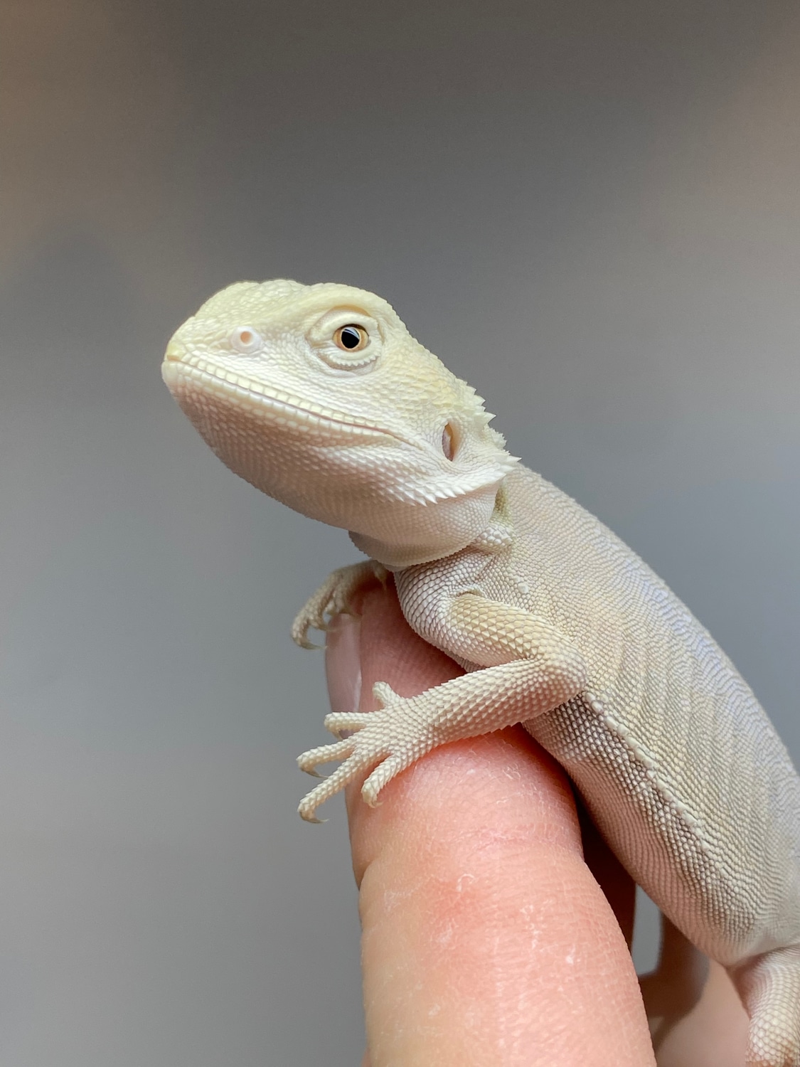 Hypo, Leatherback, Witblits, Possible Het Trans, Possible Het Zero ...