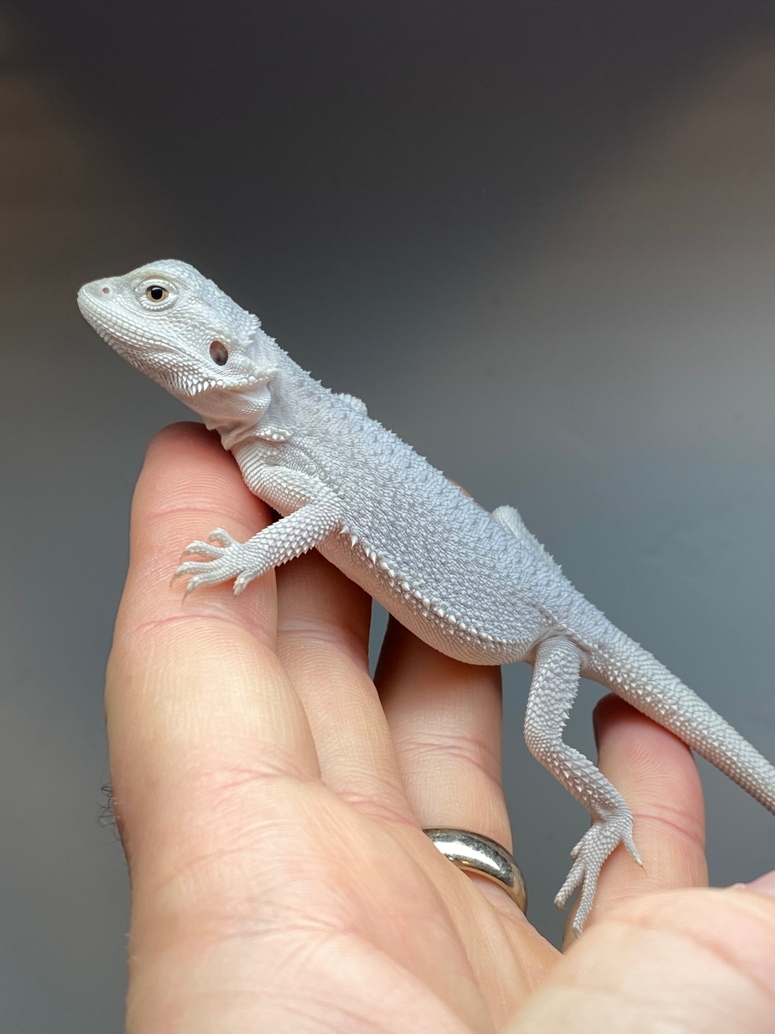 Hypo, Zero, Possible Het Witblits, Possible Het Trans Central Bearded ...