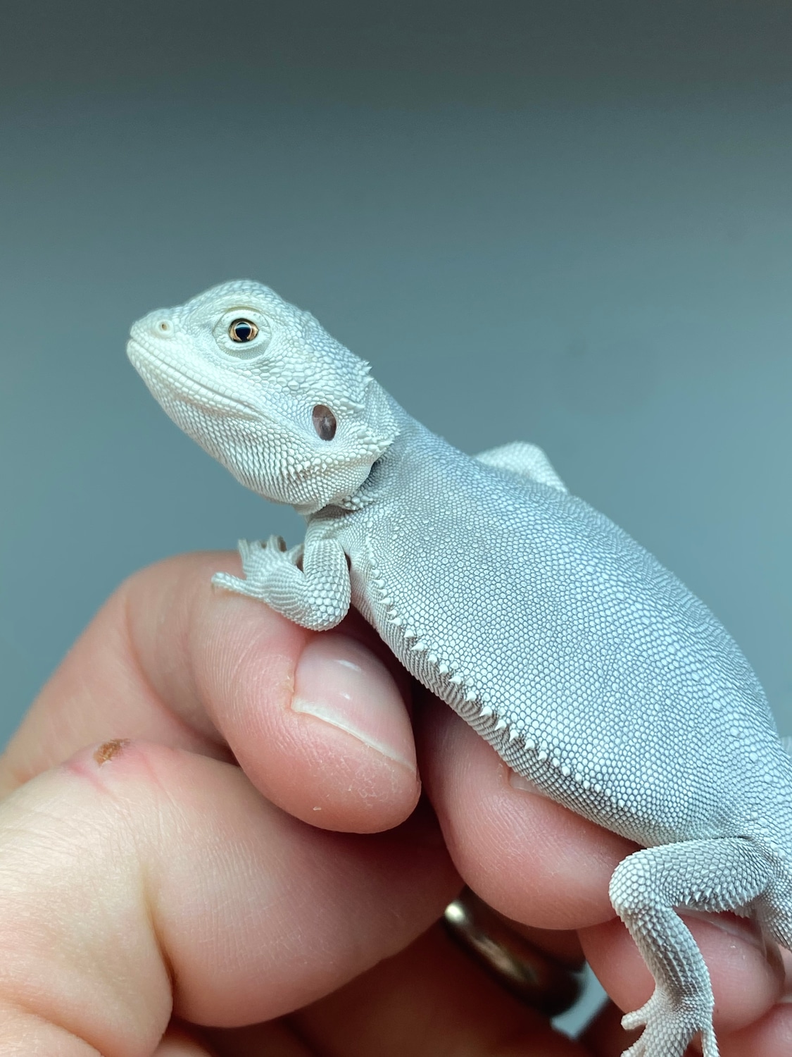Hypo, Leatherback, Zero Central Bearded Dragon by Andrew's Reptiles LLC ...
