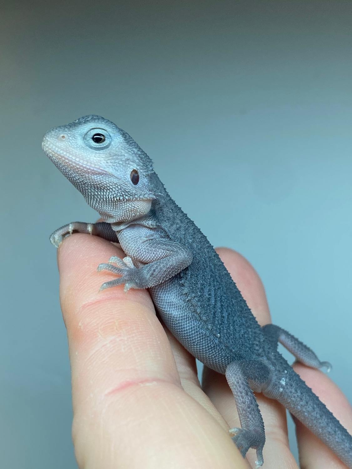 Hypo, Trans, Zero, Possible Het Witblits Central Bearded Dragon by ...