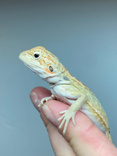 Hypo, Het Zero, Leatherback, Het Trans Central Bearded Dragon by Andrew ...