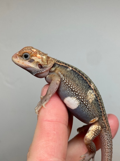 Genetic Stripe, Trans, Pied Central Bearded Dragon by Andrew's Reptiles LLC