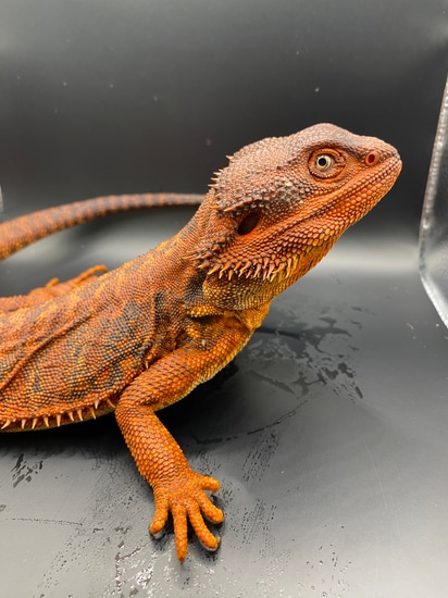 Pure Red Monster, Hong Kong Import Central Bearded Dragon by Andrew's ...