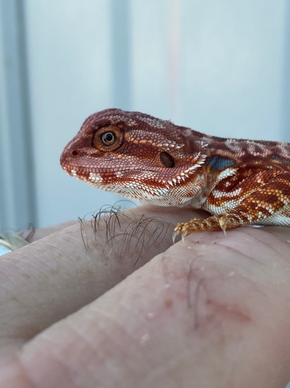 100% Red Monster Central Bearded Dragon by Andrew's Reptiles LLC