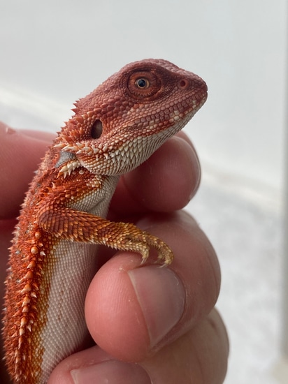 RM52 100% Red Monster Central Bearded Dragon by Andrew's Reptiles LLC