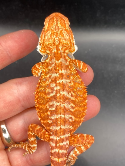 50% Red Monster Central Bearded Dragon by Andrew's Reptiles LLC