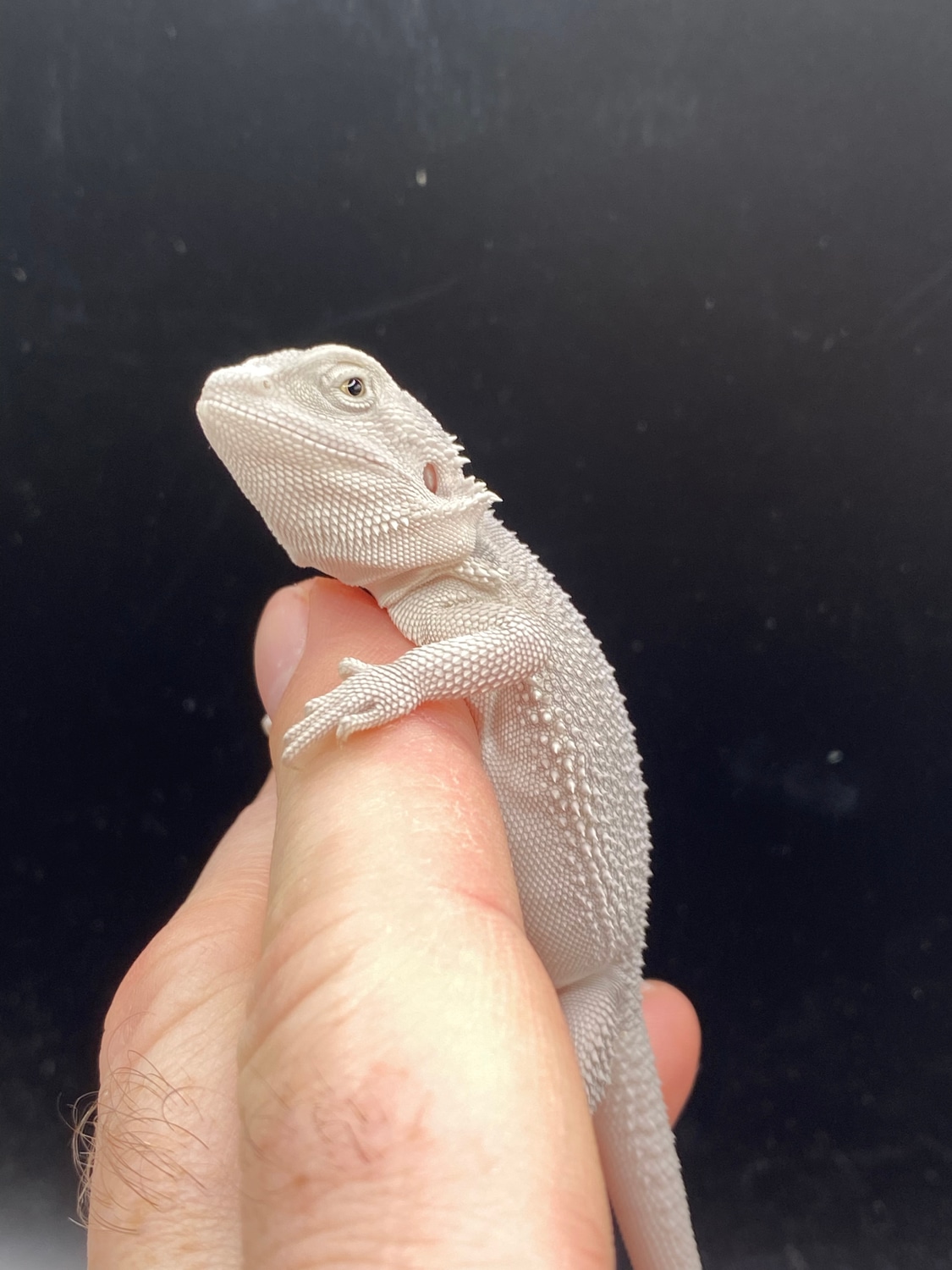 Hypo, Zero Central Bearded Dragon by Andrew's Reptiles LLC - MorphMarket