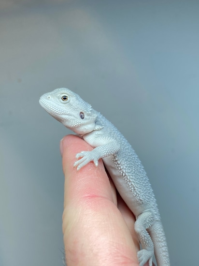 Hypo, Zero Central Bearded Dragon by Andrew's Reptiles LLC