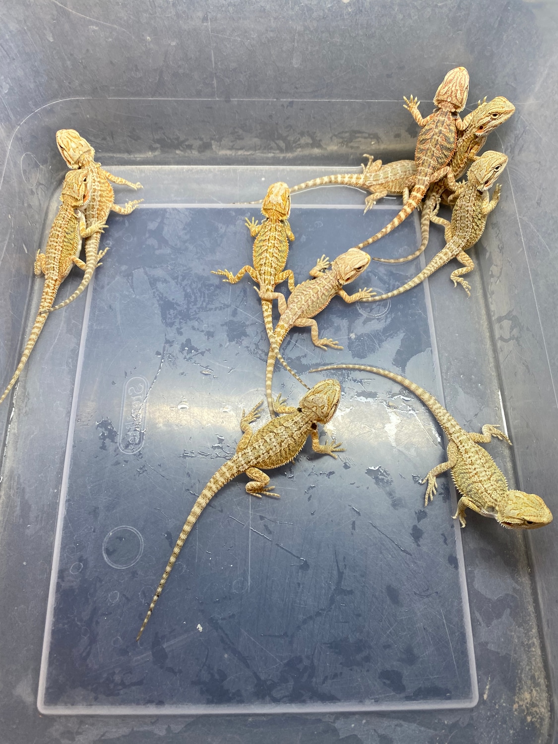10 Dragon Wholesale Lot Central Bearded Dragon by Andrew's Reptiles LLC ...