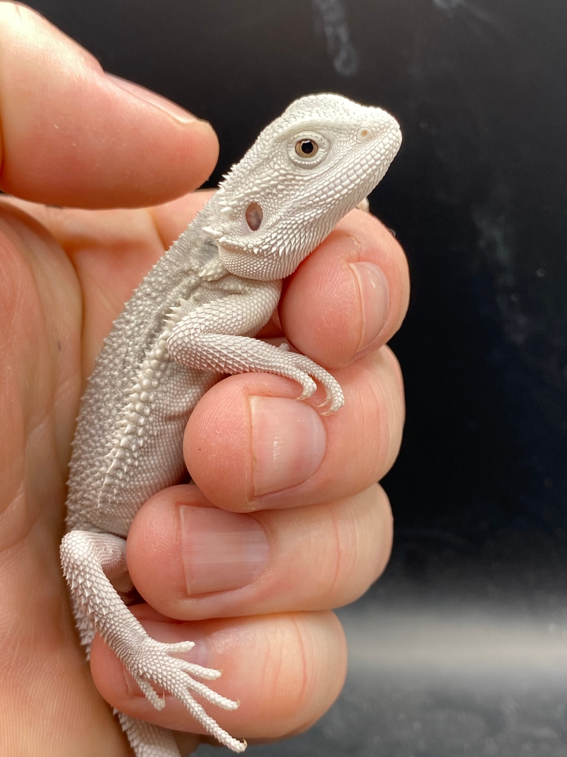 Hypo, Zero Central Bearded Dragon by Andrew's Reptiles LLC - MorphMarket