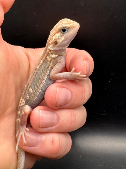 Hypo, Trans, Genetic Stripe, Pied, Leatherback Central Bearded Dragon ...