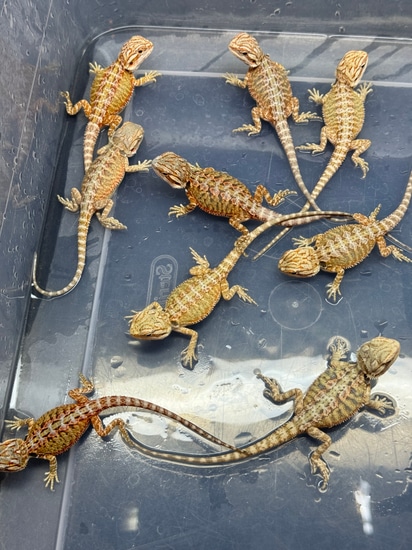 G56; 10 Dragon Group Central Bearded Dragon by Andrew's Reptiles LLC