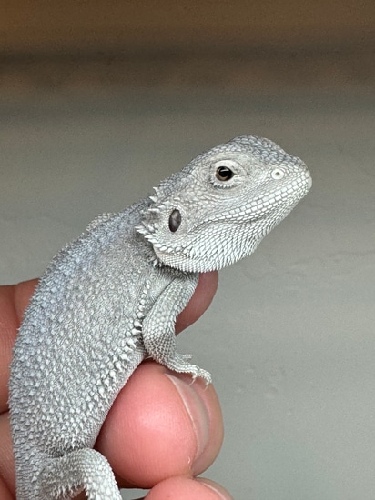 Hypo, Zero Central Bearded Dragon by Andrew's Reptiles LLC