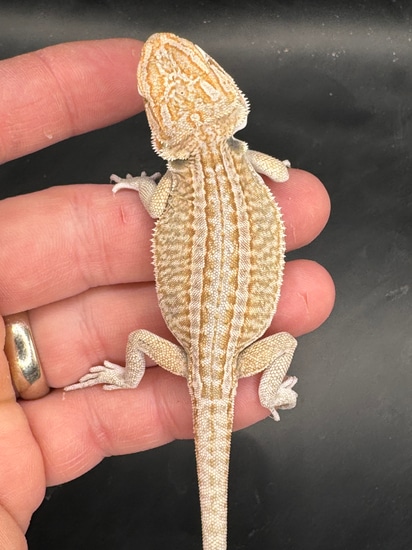 Hypo, Leatherback, Het Zero, Genetic Stripe, Het Trans Central Bearded ...