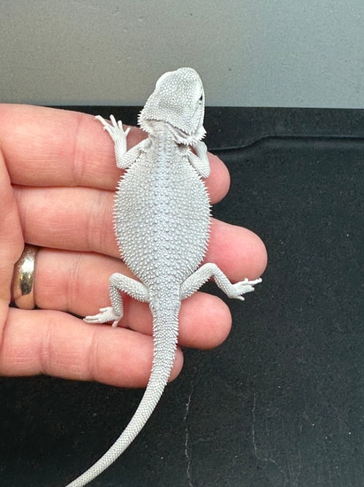 Hypo, Zero Central Bearded Dragon by Andrew's Reptiles LLC