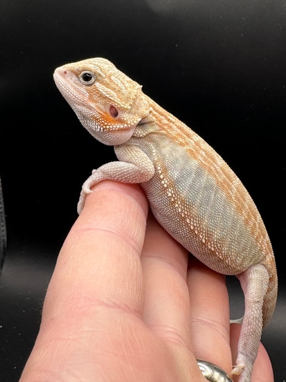 Male, Hypo, Leatherback, Trans, Genetic Stripe, Het Zero Central ...