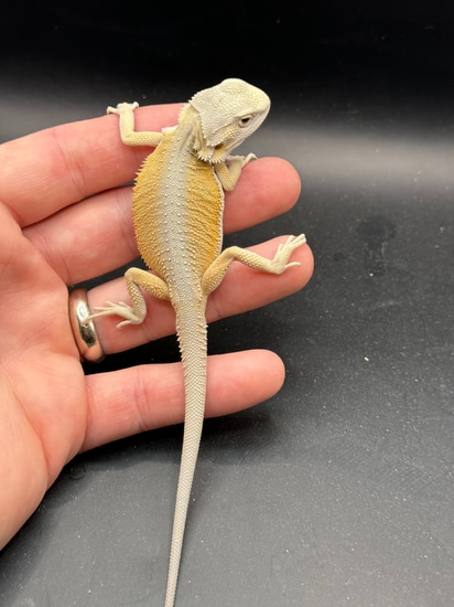 Hypo, Witblits, Possible Het Trans, Possible Trans Zero Central Bearded ...