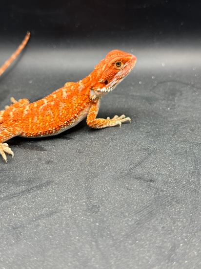 Male, 50% Red Monster, Hypo Central Bearded Dragon by Andrew's Reptiles LLC