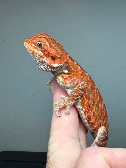 50% Red Monster, Het Hypo, Tiger, Leatherback Central Bearded Dragon by ...