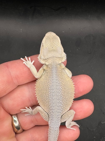 Hypo, Witblits, Possible Het Zero, Possible Het Trans Central Bearded ...