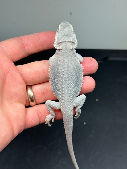 Hypo, Trans, Zero, Possible Het Witblits Central Bearded Dragon by ...