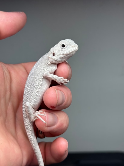 Hypo, Zero Central Bearded Dragon by Andrew's Reptiles LLC