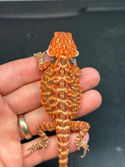 50% Red Monster, Het Hypo, Tiger, Leatherback Central Bearded Dragon by ...