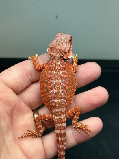 100% Red Monster, Hypo, Leatherback Central Bearded Dragon by Andrew's ...