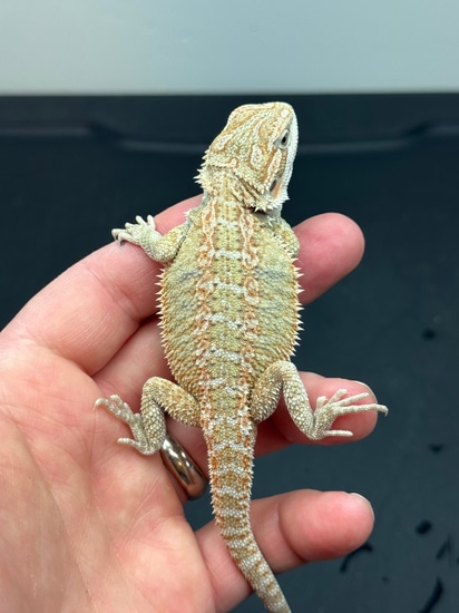 Hypo, Het Zero, Het Witblits Central Bearded Dragon by Andrew's ...