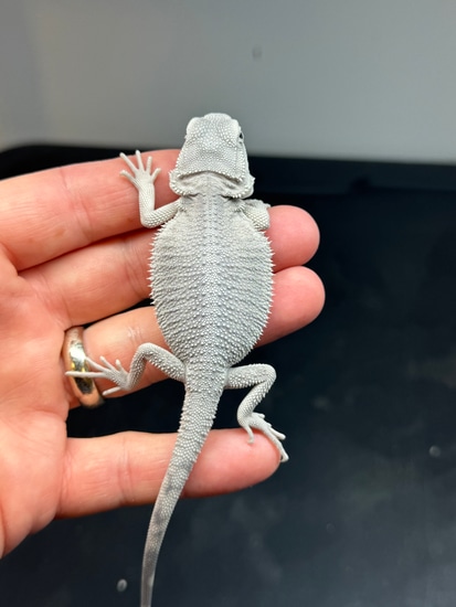 Hypo, Zero Central Bearded Dragon by Andrew's Reptiles LLC