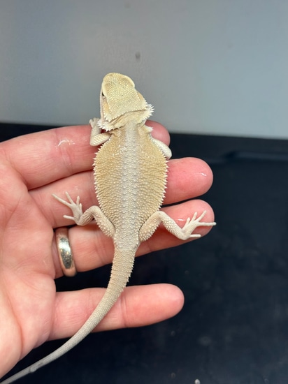 Hypo, Witblits, Het Zero Central Bearded Dragon by Andrew's Reptiles LLC