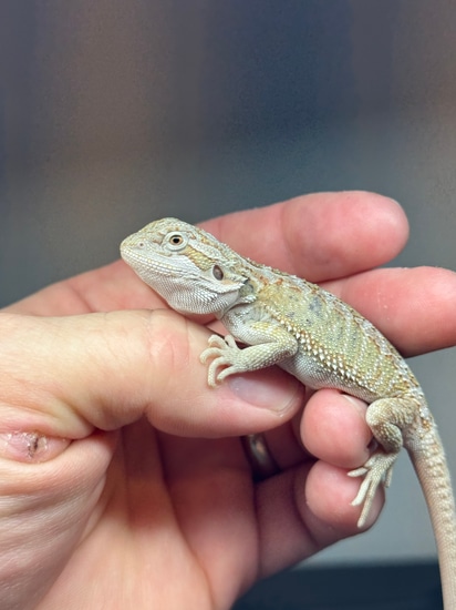 Hypo, Het Zero, Het Witblits Central Bearded Dragon by Andrew's ...
