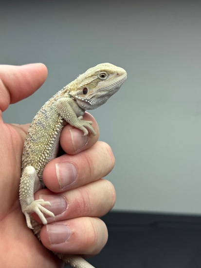 Hypo, Het Witblits, Het Zero Central Bearded Dragon by Andrew's ...