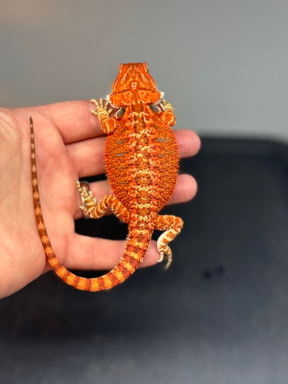 50% Red Monster, Het Hypo Central Bearded Dragon by Andrew's Reptiles LLC