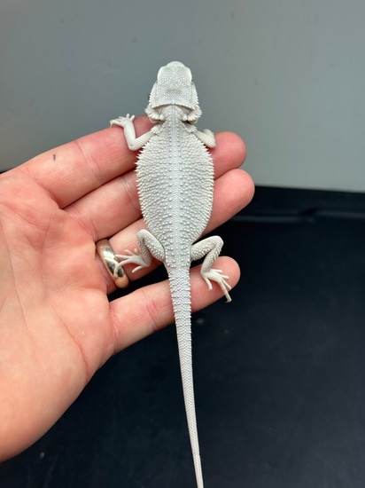 Hypo, Zero Central Bearded Dragon by Andrew's Reptiles LLC