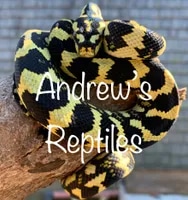 Coastal Carpet Python Clutch: SgnXCru-22 by Andrew’s Reptiles - MorphMarket