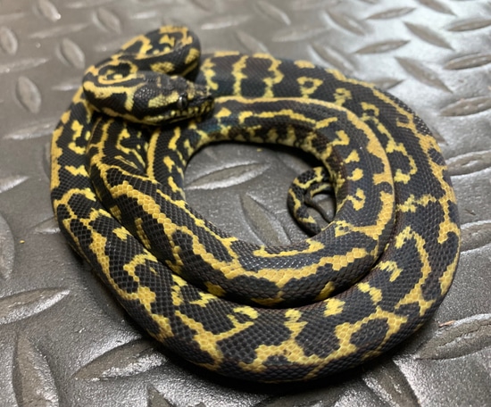 Carpondro More Python by Andrew’s Reptiles