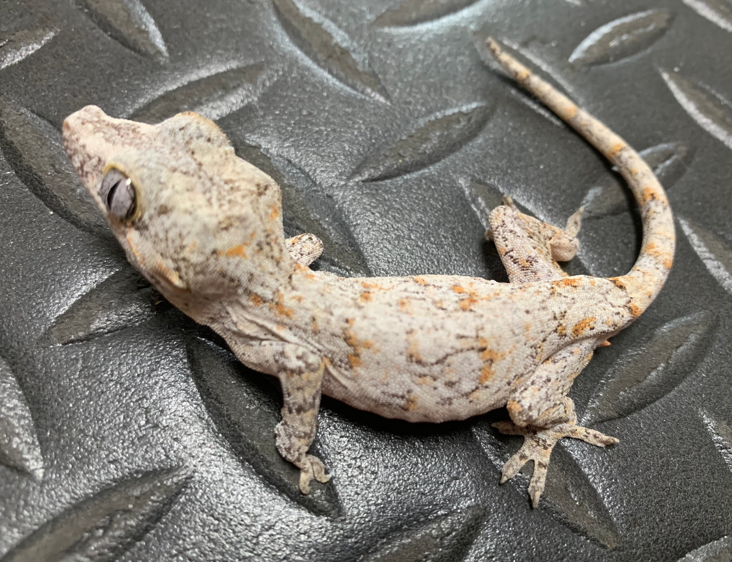 Blotch Gargoyle Gargoyle Gecko by Andrew’s Reptiles - MorphMarket