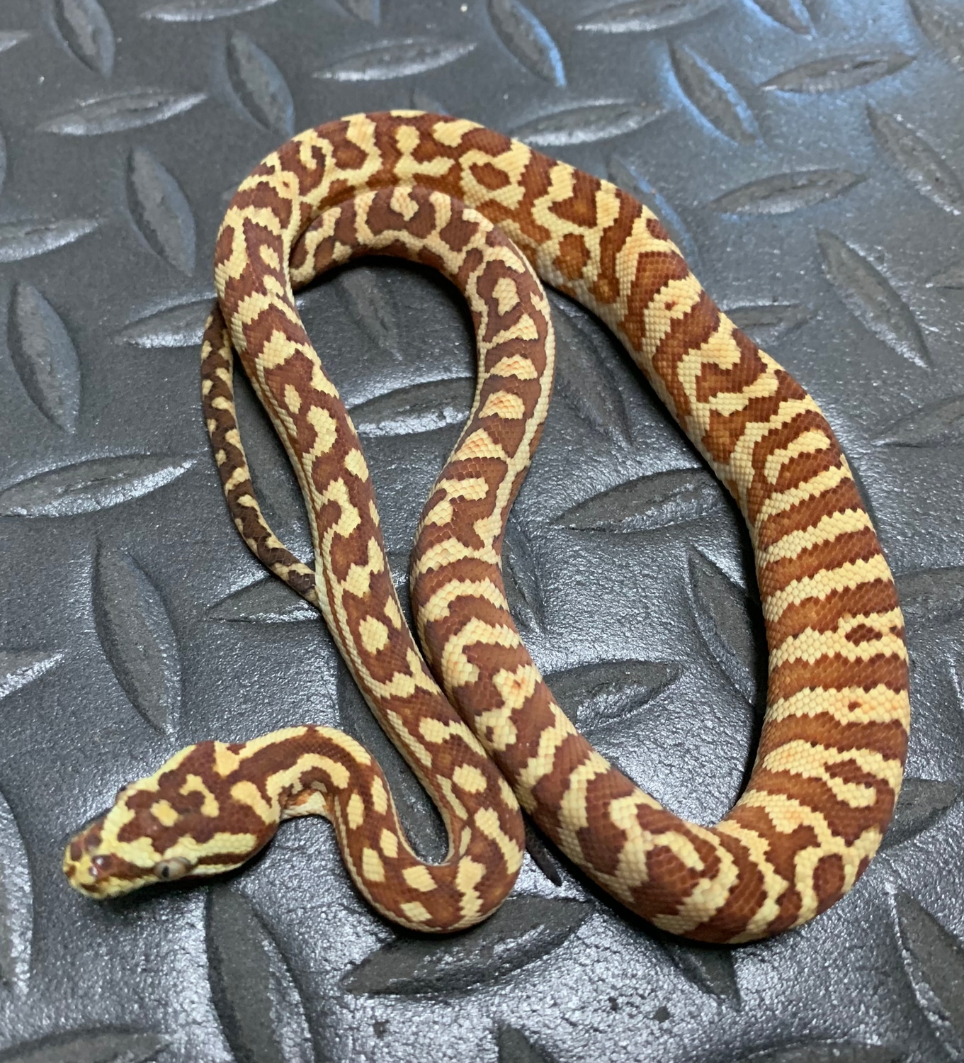 Carpondro Other Carpet Python by Andrew’s Reptiles - MorphMarket