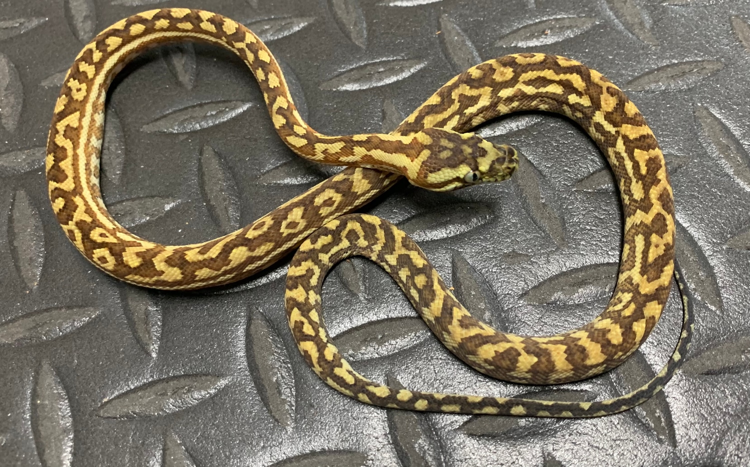 25% Carpondro Other Carpet Python by Andrew’s Reptiles - MorphMarket