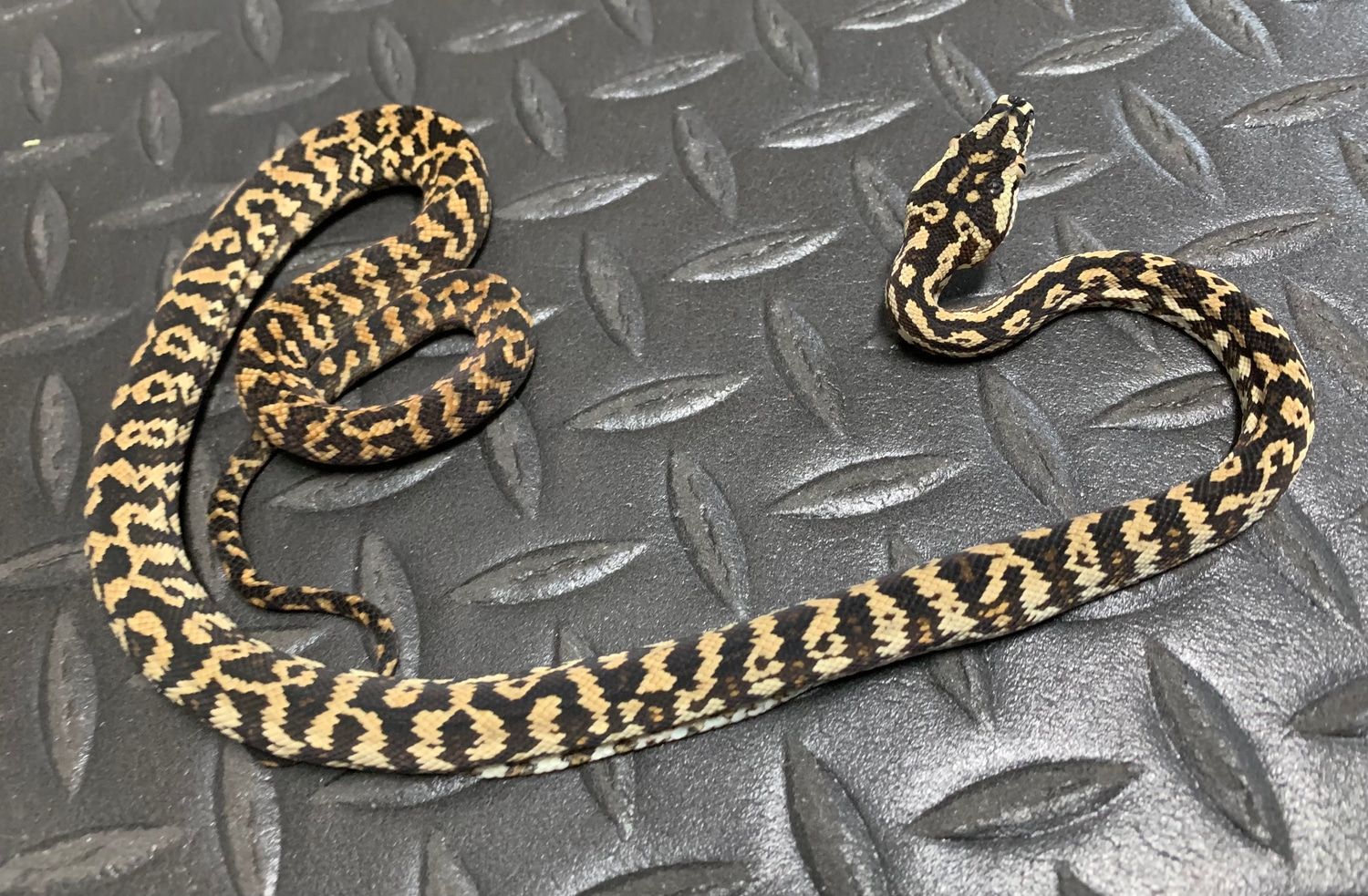 2022 25% Carpondro $400 Shipped Other Carpet Python by Andrew’s ...