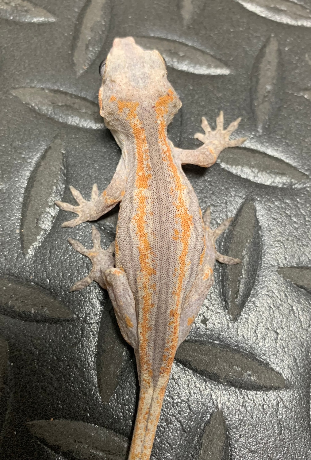 Orange Stripe Gargoyle Gargoyle Gecko by Andrew’s Reptiles - MorphMarket