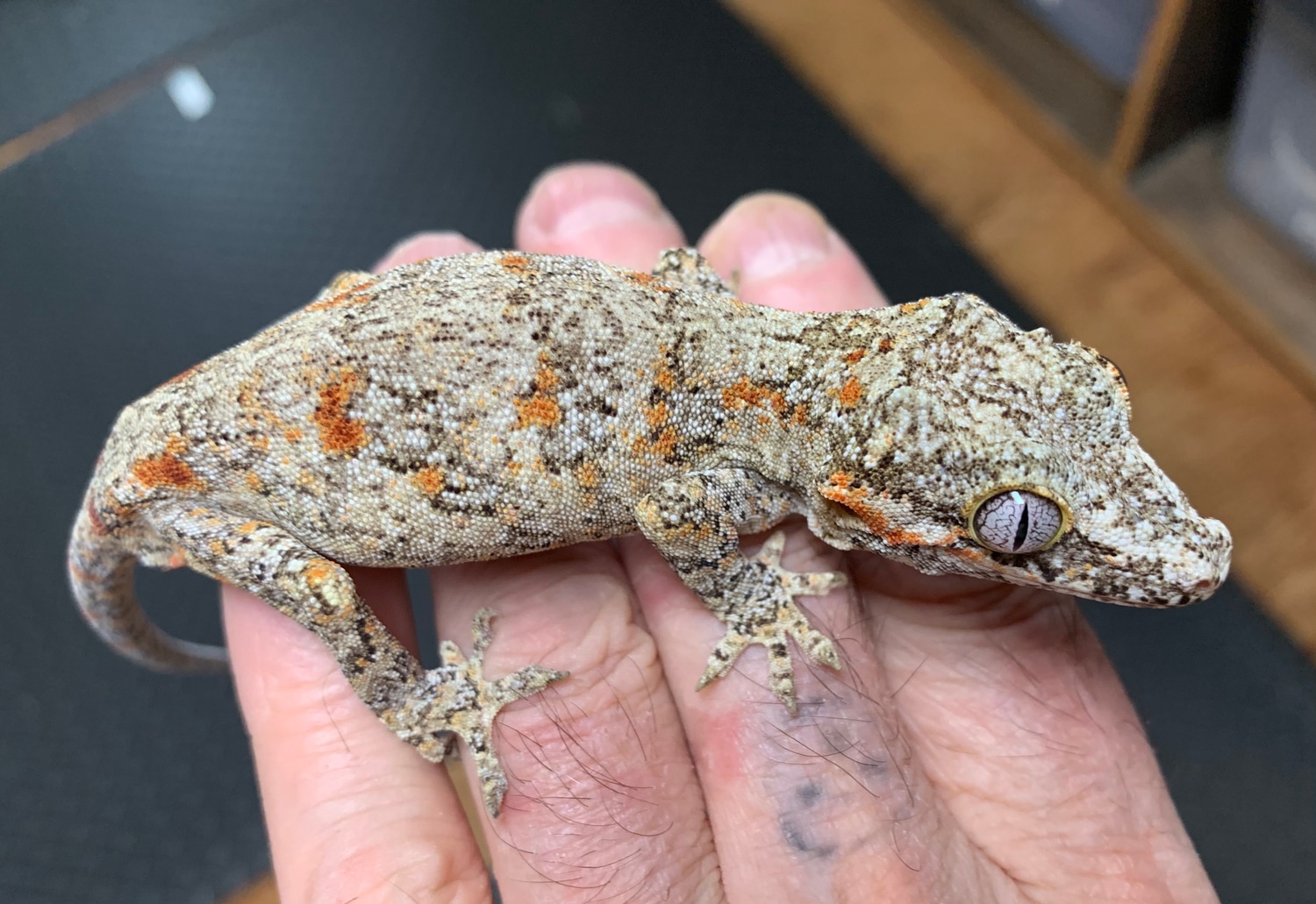 2021 Blotch Gargoyle $250 Shipped Gargoyle Gecko by Andrew’s Reptiles ...