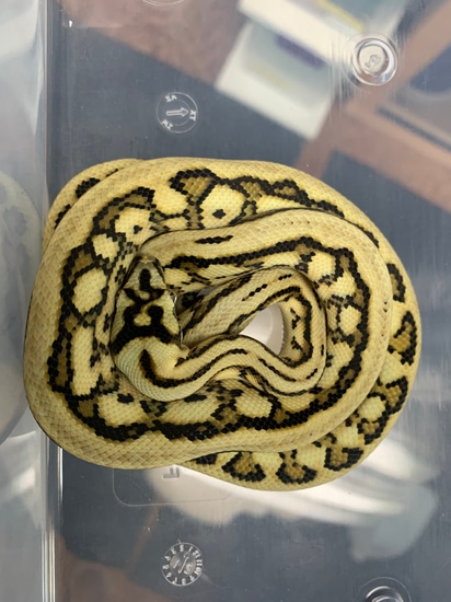 2022 Tiger Jag $300 Shipped Coastal Carpet Python by Andrew’s Reptiles