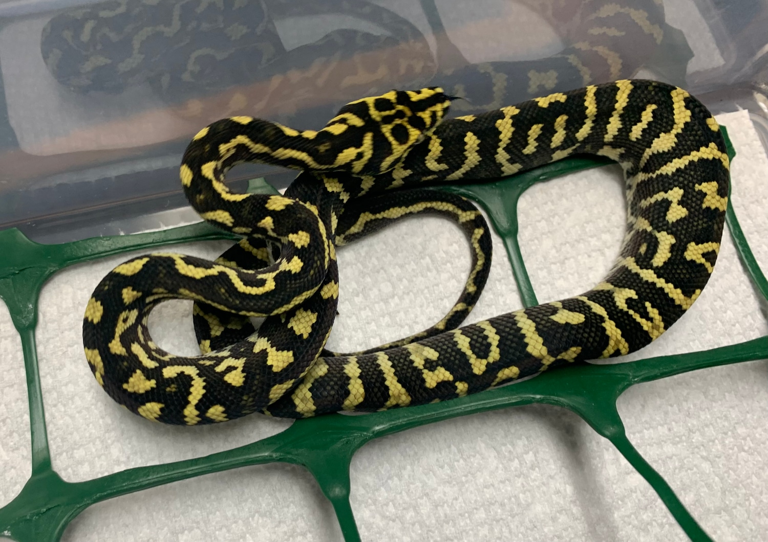 Carpondro 700 Shipped Other Carpet Python by Andrew’s Reptiles ...