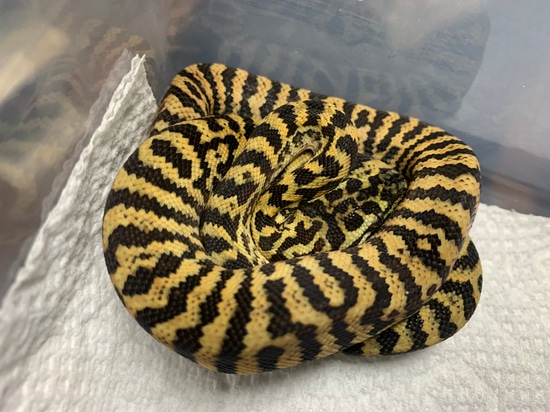 Carpondro 650 Shipped Other Carpet Python by Andrew’s Reptiles
